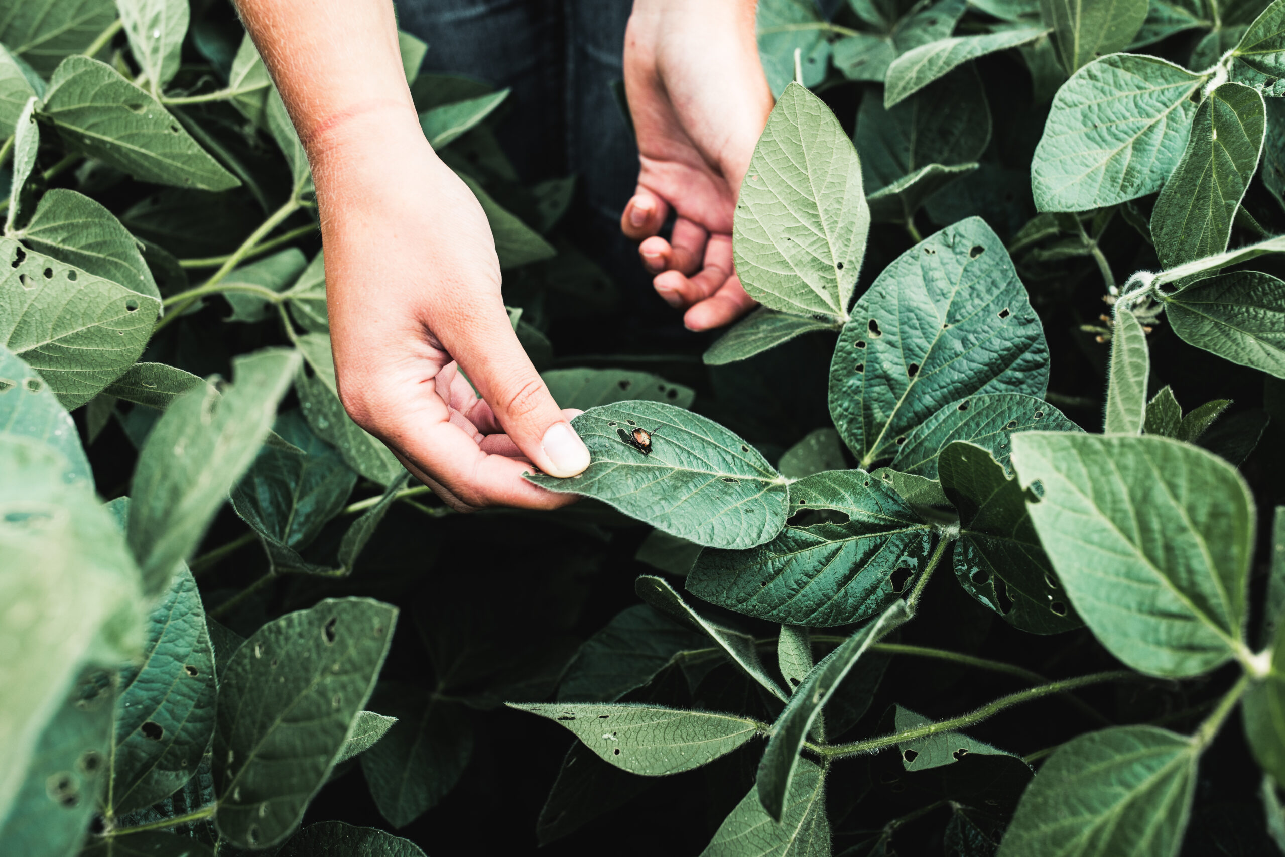 Non-GMO Soybean Fungicide & Insecticide Options - Michigan Agricultural ...